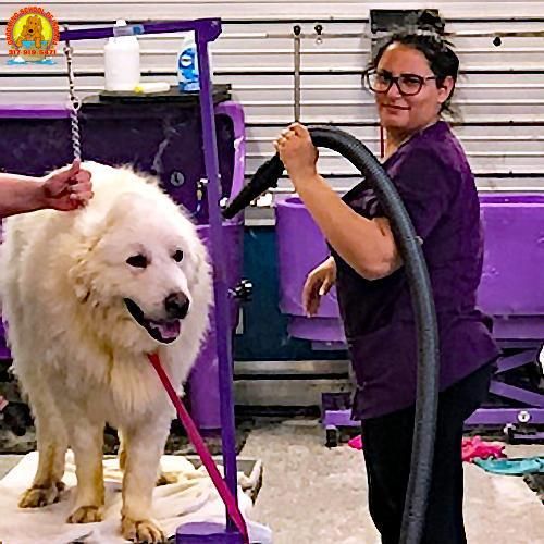 Gallery | Grooming School Of Indiana