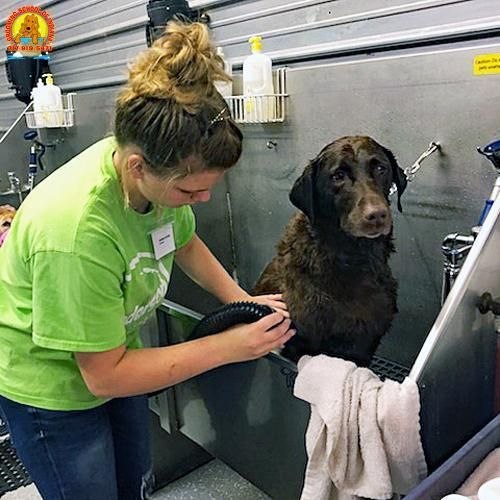 Gallery | Grooming School Of Indiana