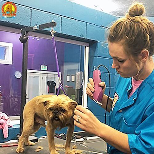 Gallery | Grooming School Of Indiana