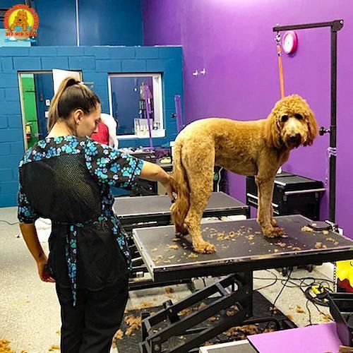 Gallery | Grooming School Of Indiana