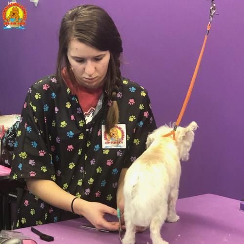 Gallery | Grooming School Of Indiana