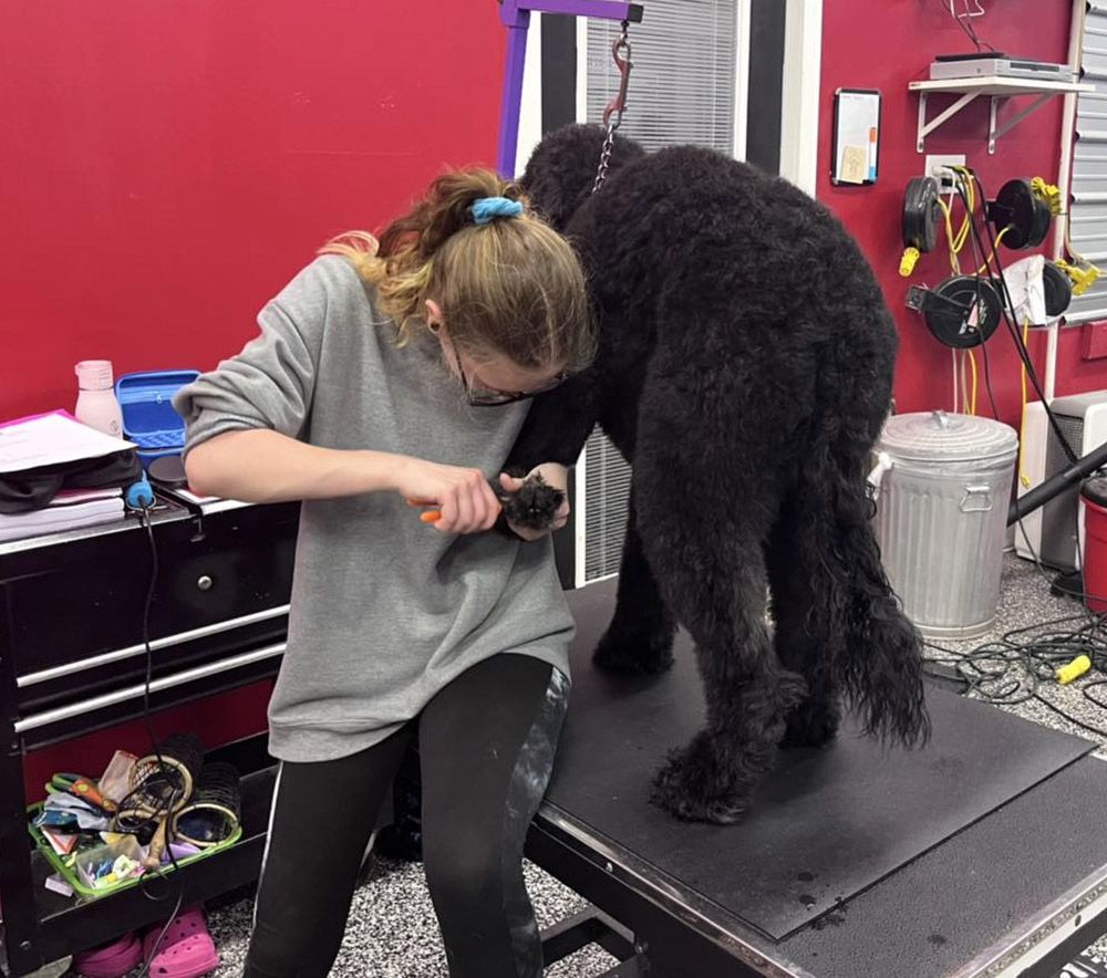 Dog Groomers | Grooming School Of Indiana | Greenwood, IN