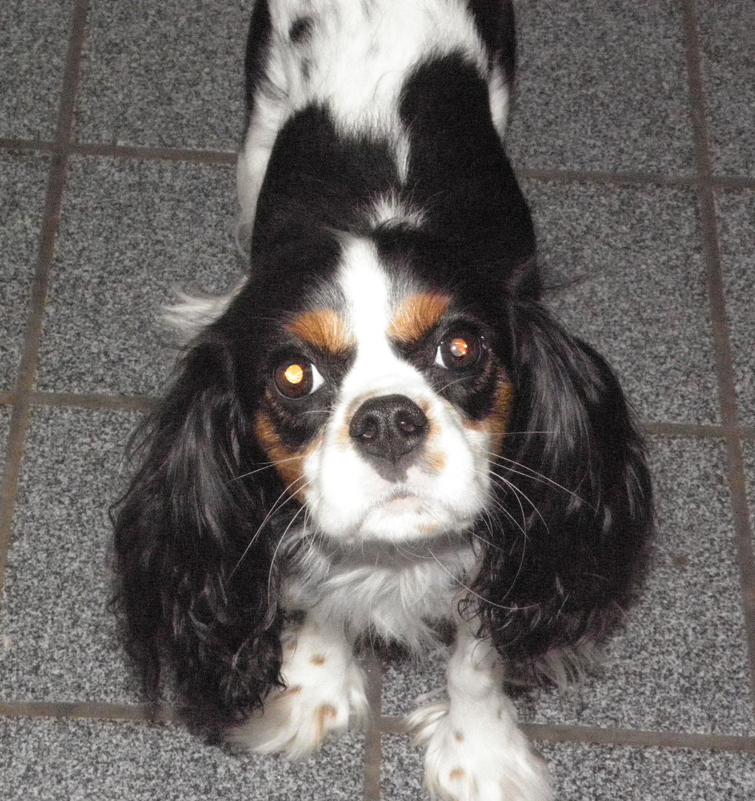 Pampered Paws | Pet Grooming Services | Lubbock, TX