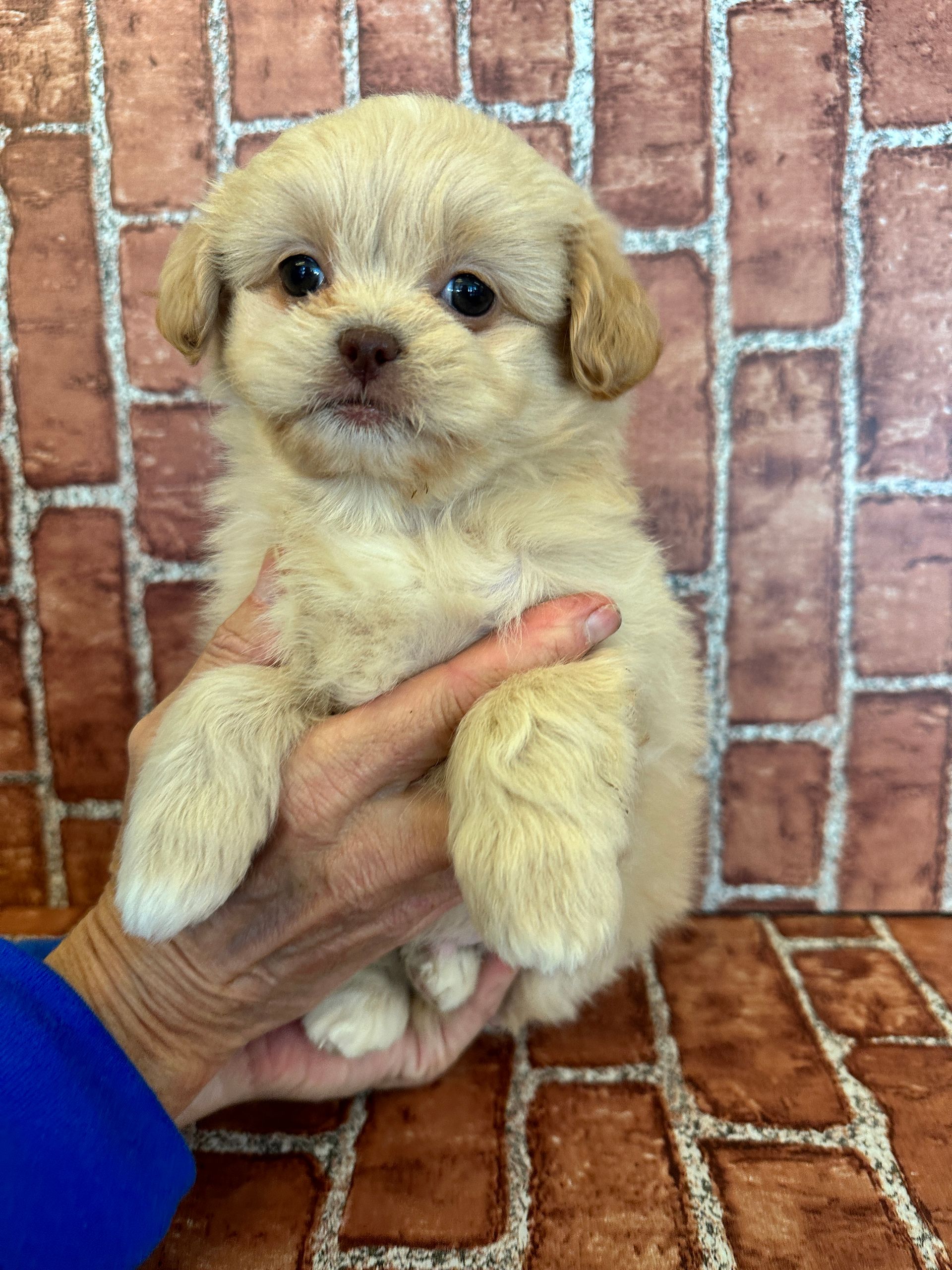 PEEKAPOO-SPECIAL PRICE