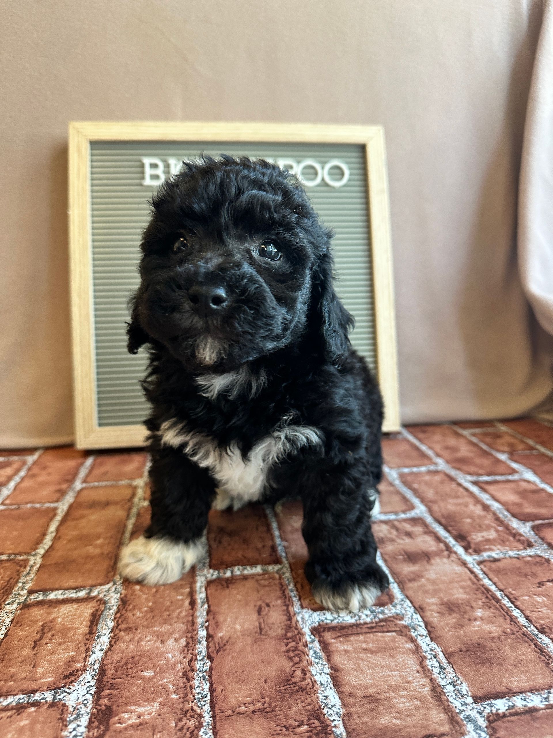 BichonPoo Adoption | Hattiesburg, MS