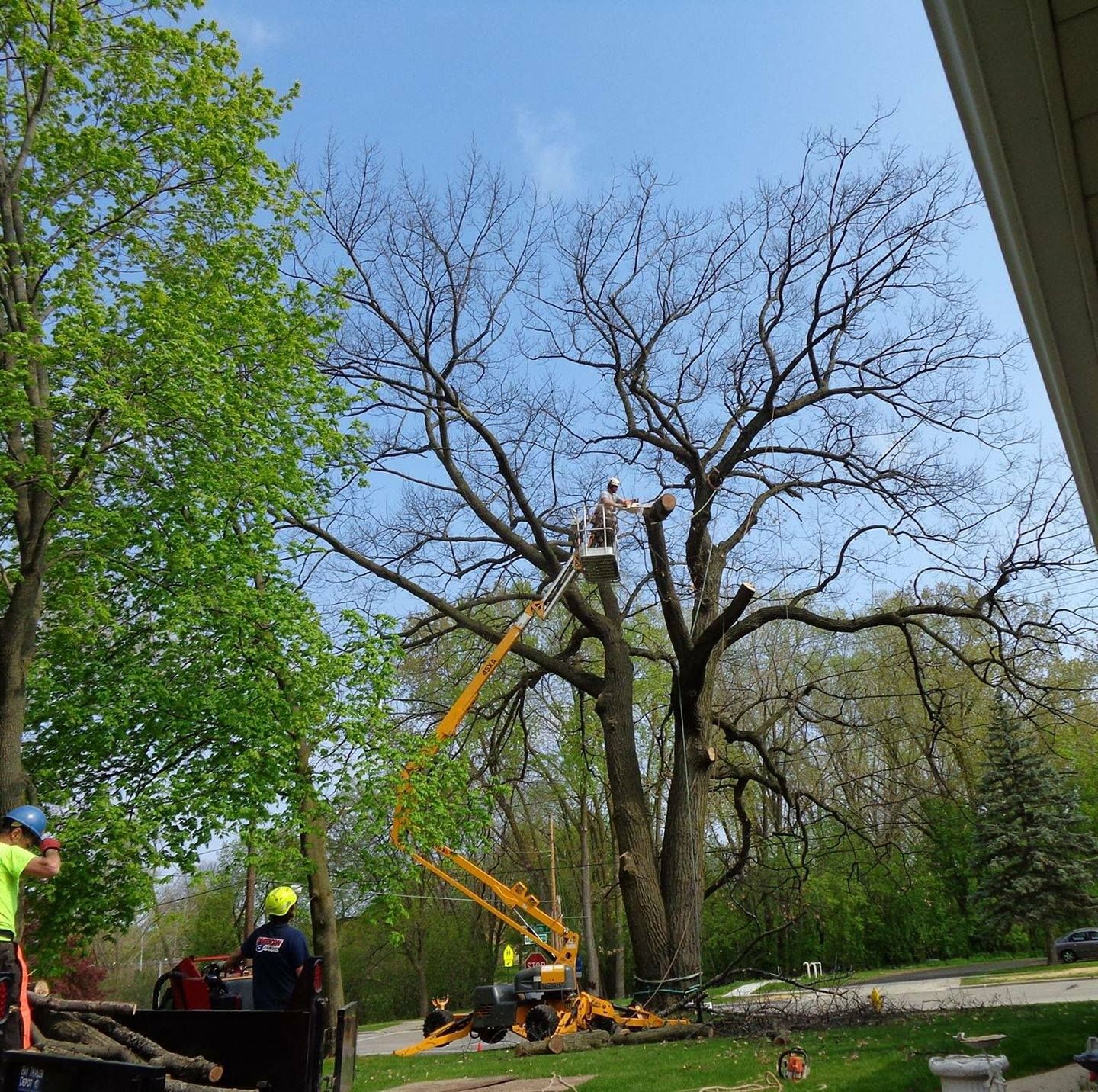 Tree Service Gallery | Urban Tree Service