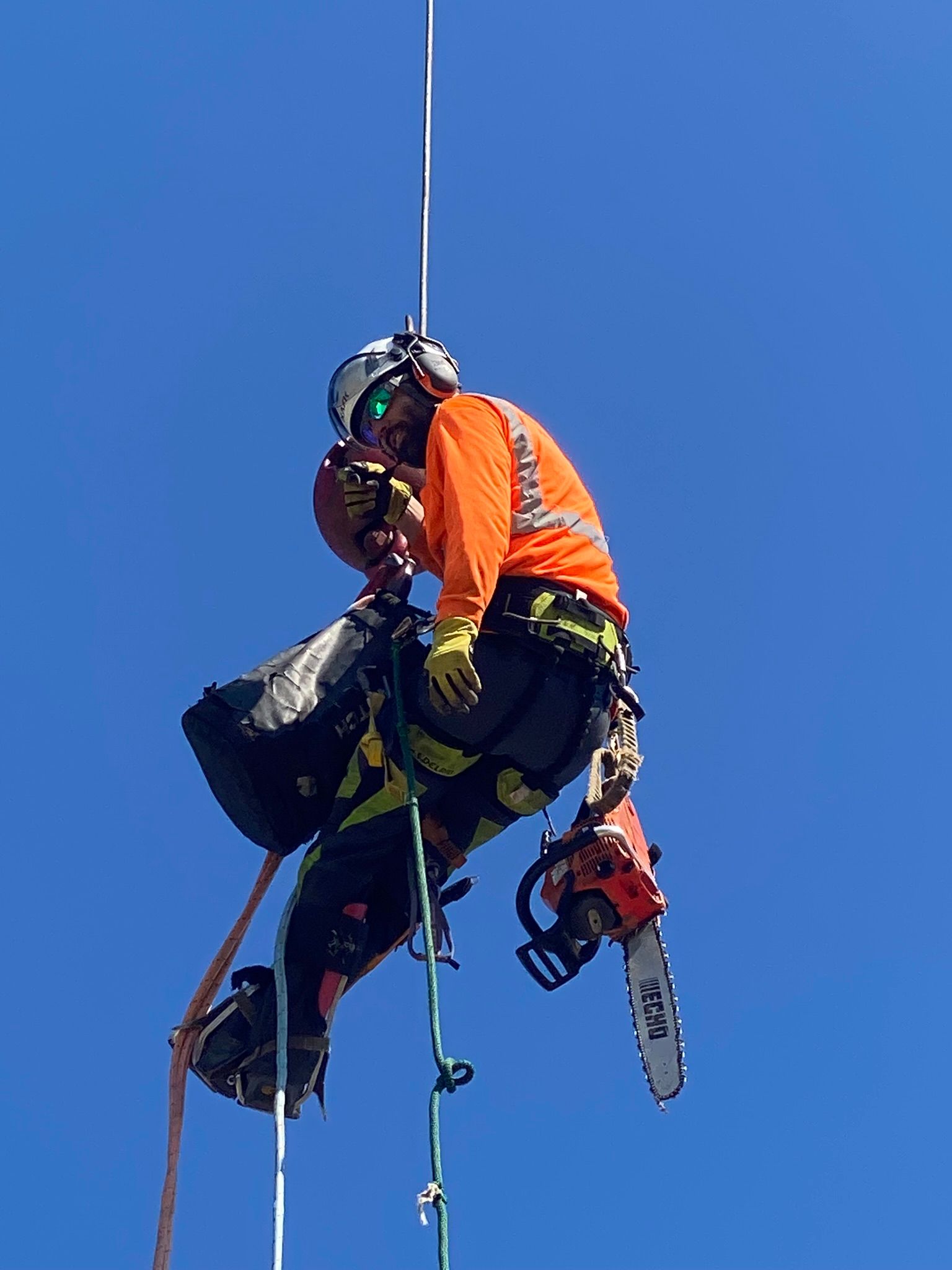 Tree Service Gallery | Urban Tree Service