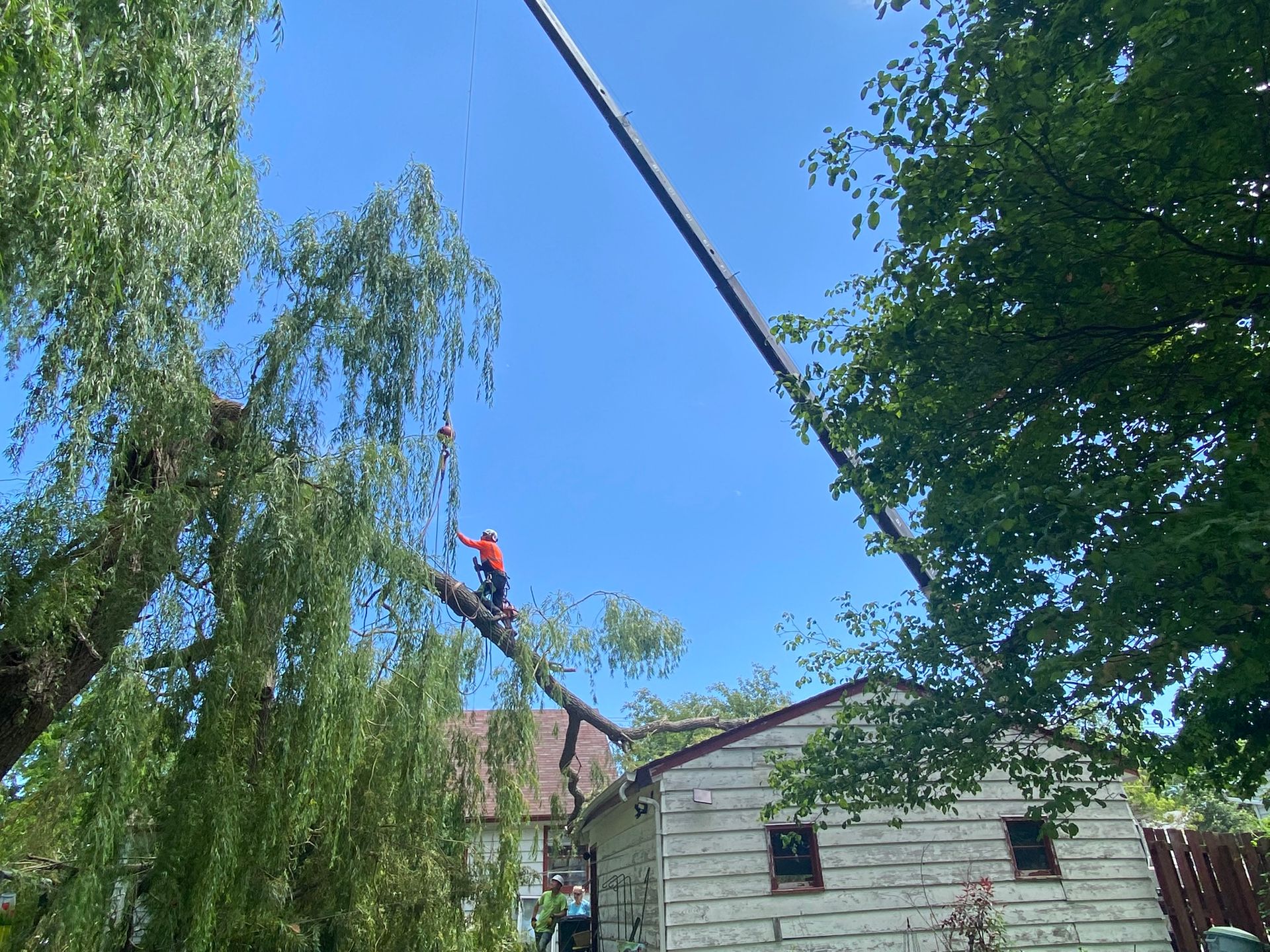 Tree Service Gallery | Urban Tree Service