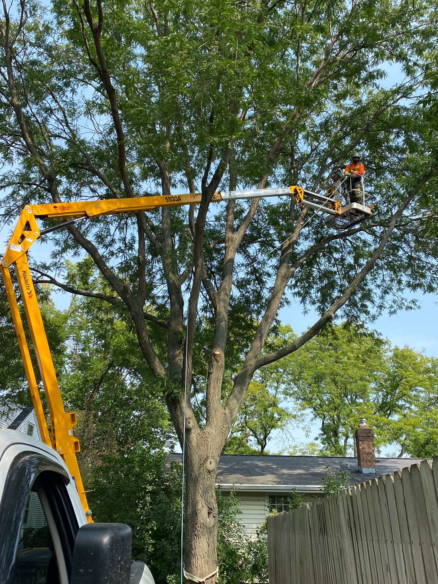 Tree Service Gallery | Urban Tree Service