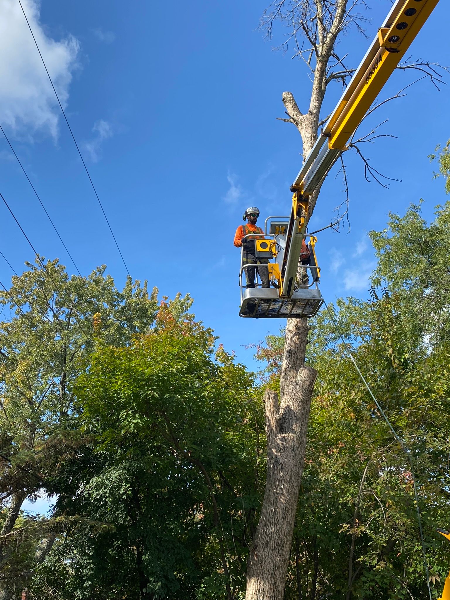 Tree Service Gallery | Urban Tree Service