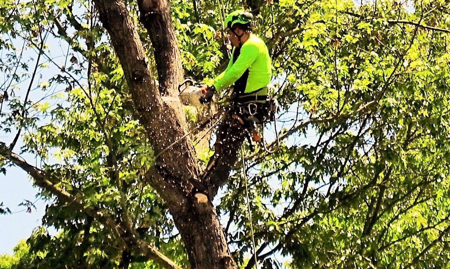 Tree Service Ellicott City, MD | Frederick, MD