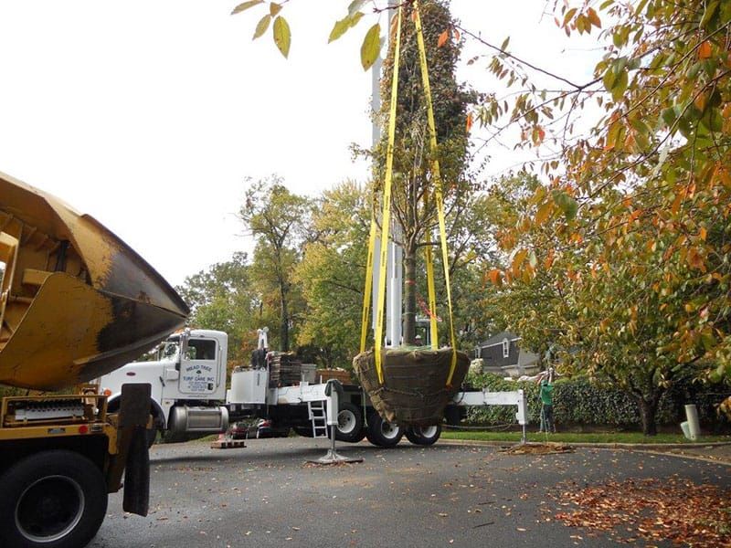 Our Work | Mead Tree & Turf Care Inc
