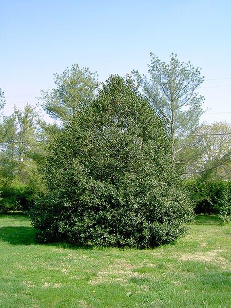 Our Work | Mead Tree & Turf Care Inc