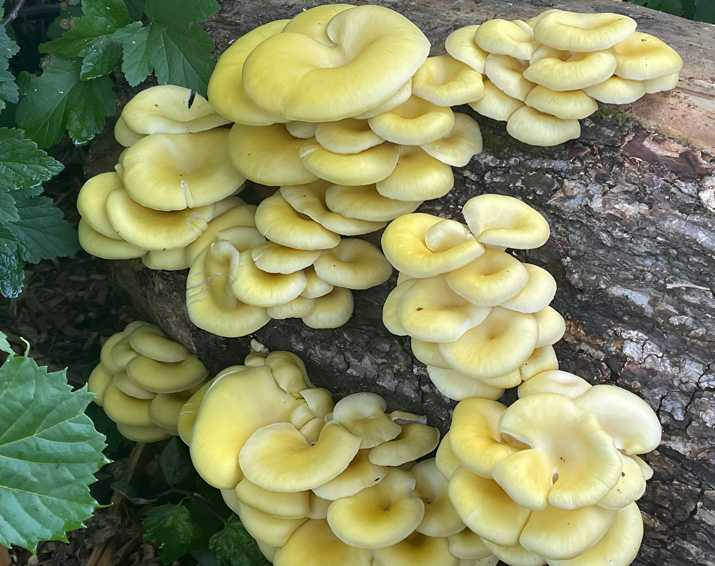 About Green Man Tree & Buckthorn Services | Waukesha, WI