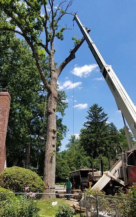 About | A-AAA Tree Service