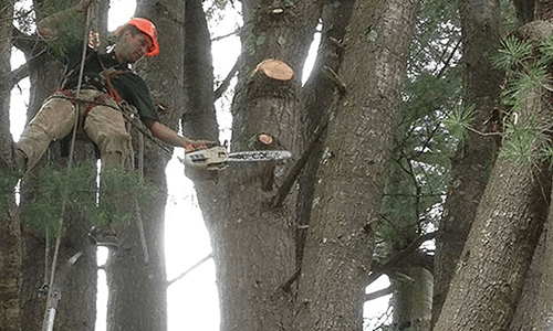 Hazard Tree Assessment Services | Bennington, VT