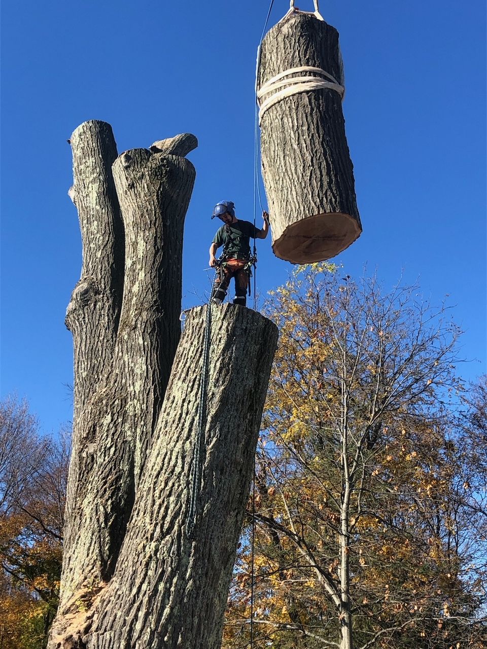 Gallery | Greater Heights Tree And Land Management Inc