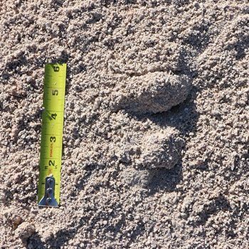 Landscape Sand Burnet, TX | Premium Landscape Supply Co