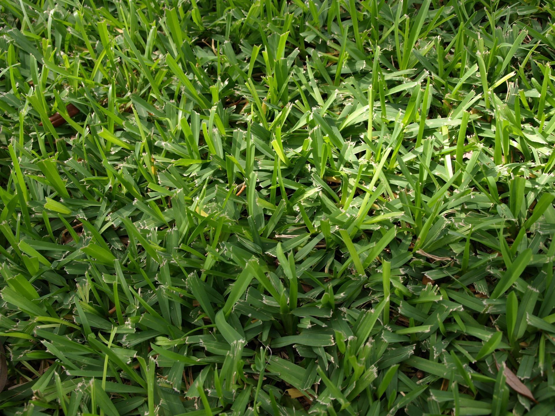 Grass & Sod Delivery | Burnet, TX