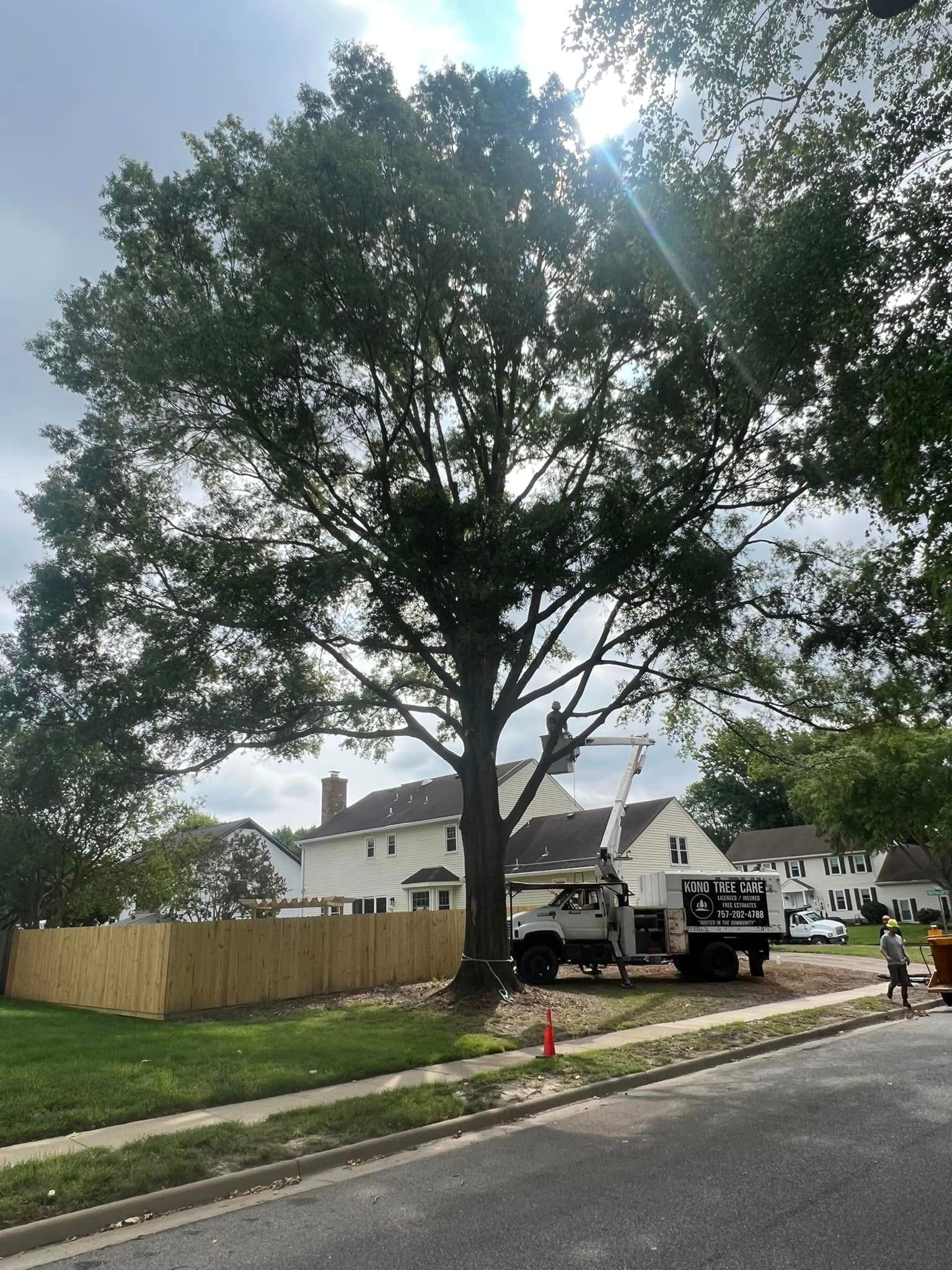 Tree Service Company Virginia Beach, VA | Kono Tree Care