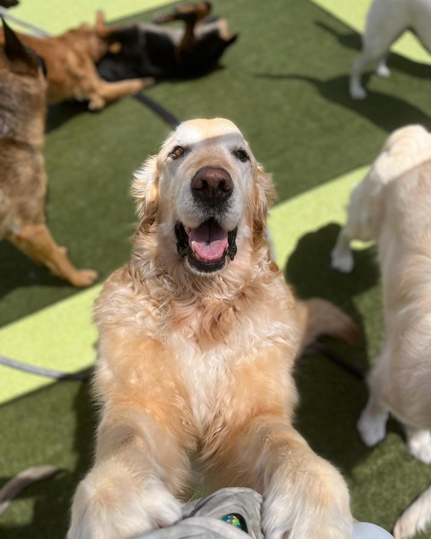 Idaho Dog Park Photo Gallery | Boise, ID