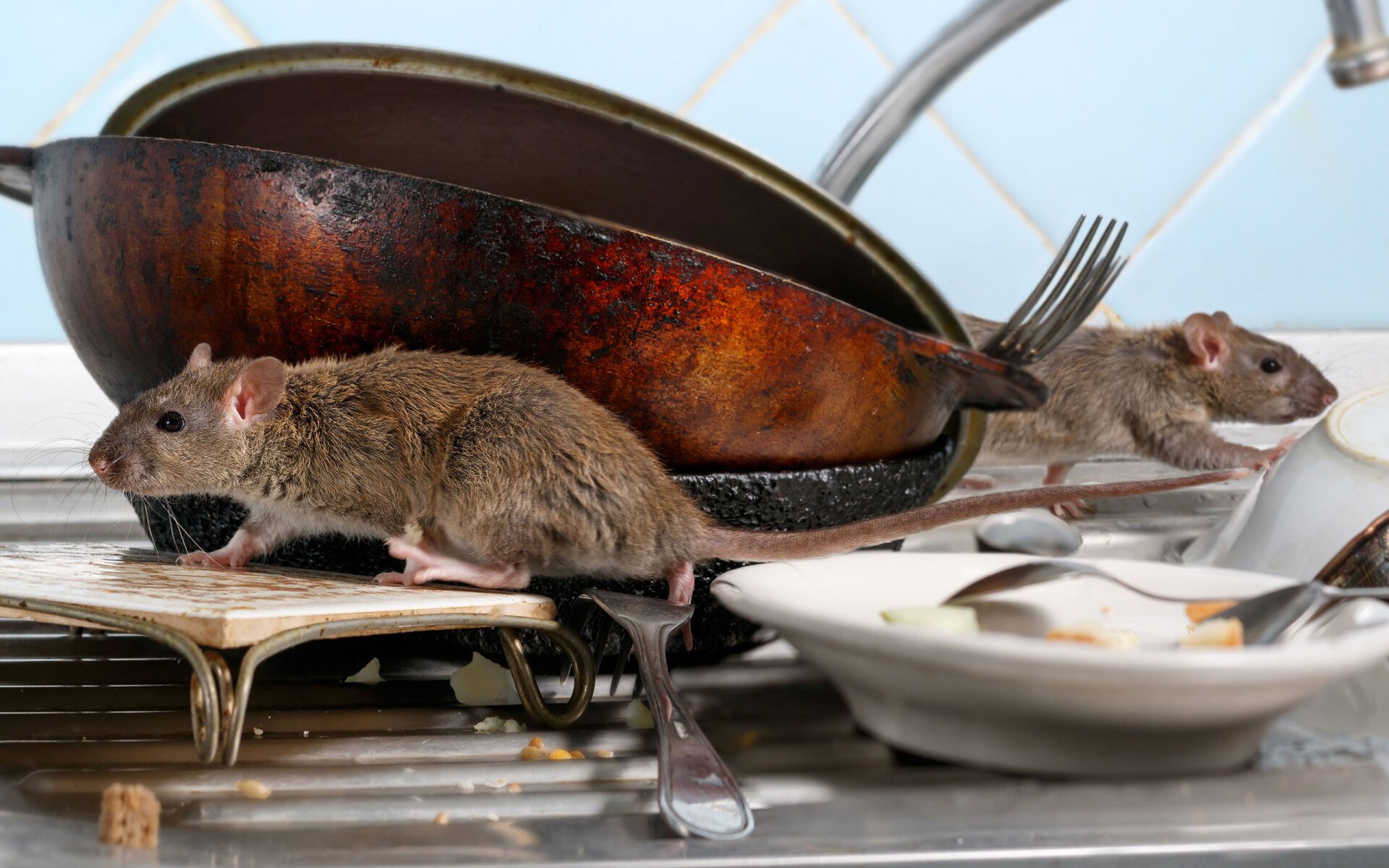 Colorado Rid-A-Critter Wildlife and Pest Control Canon City