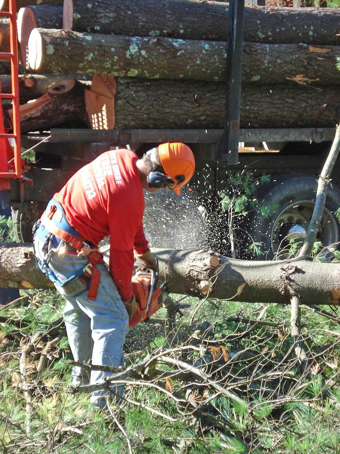Tree Removal Services Marshfield, MA | Plymouth, MA