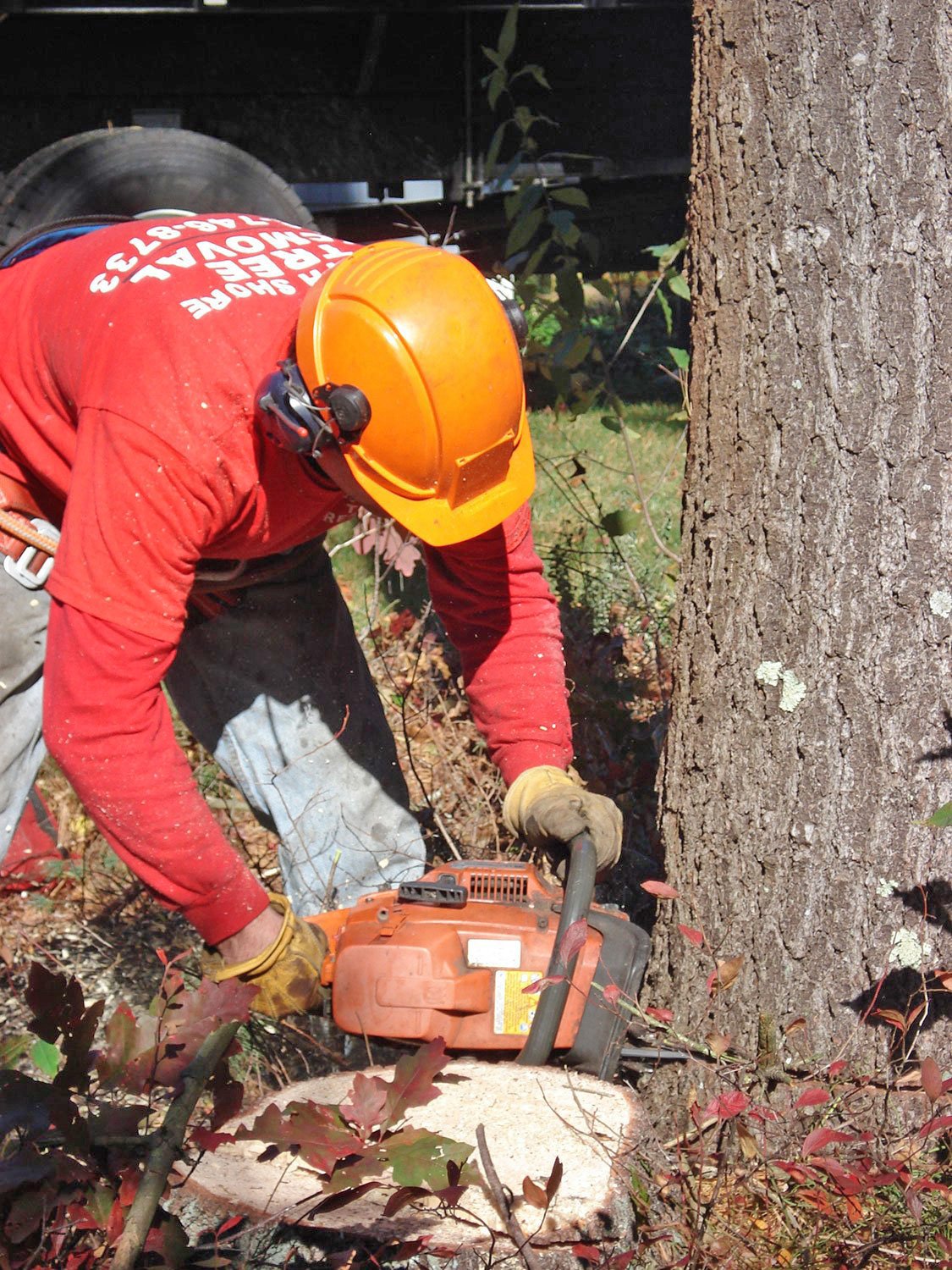 Tree Removal Services Marshfield, MA | Plymouth, MA