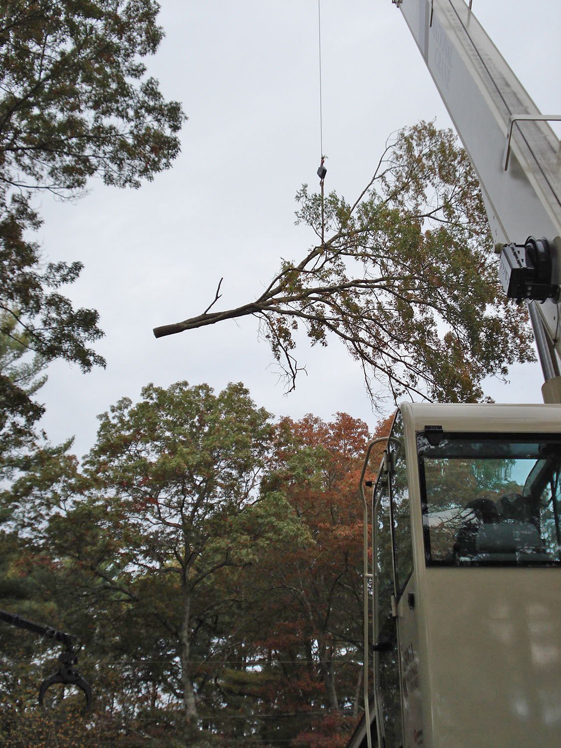 Tree Removal Services Marshfield, MA | Plymouth, MA