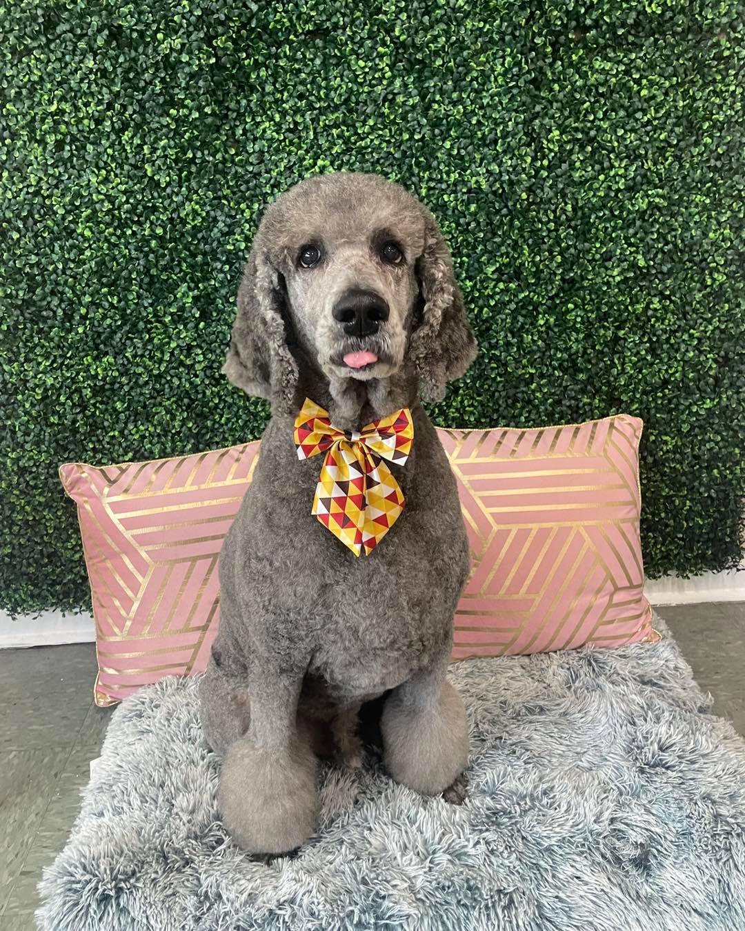 Dog Grooming | The Dapper Dog Spaw | Huntsville, AL