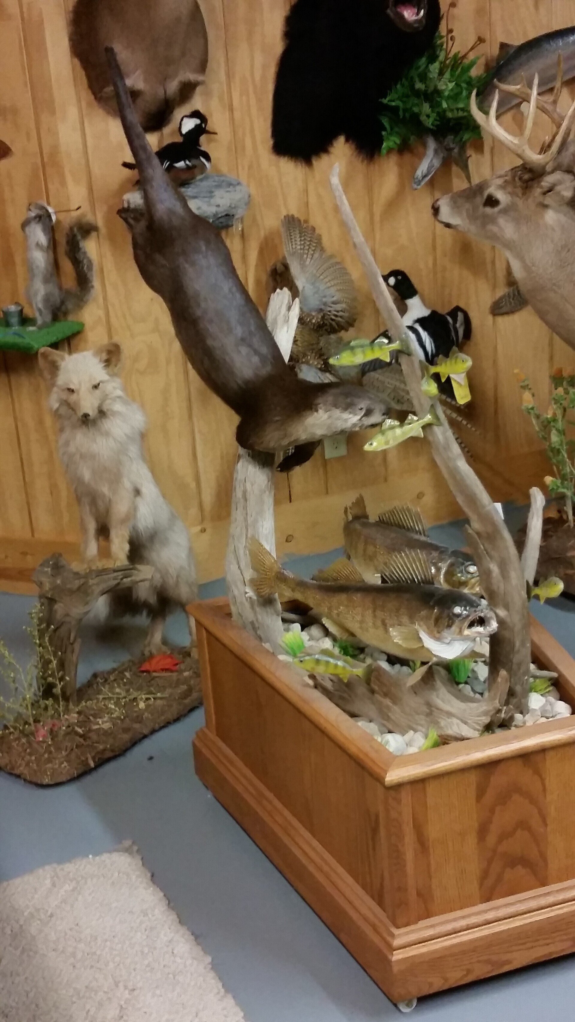 Taxidermy Gallery | Animal Art Taxidermy Studios LLC