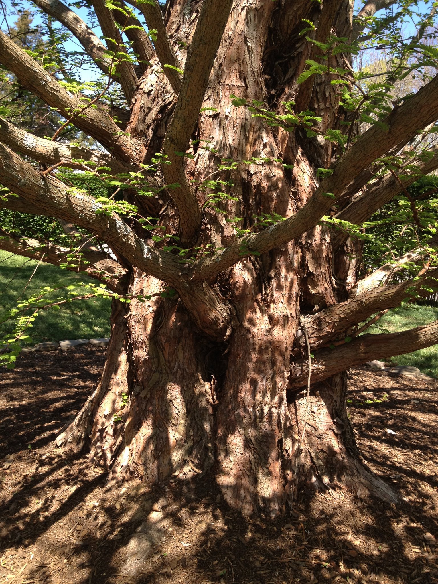 Sunburst Tree Experts Gallery | Rocky Point, NY Arborist