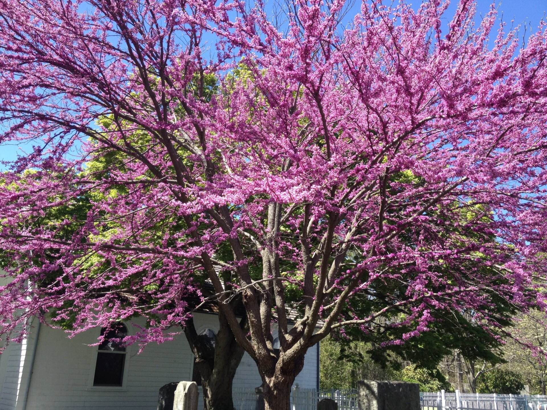 Sunburst Tree Experts Gallery | Rocky Point, NY Arborist