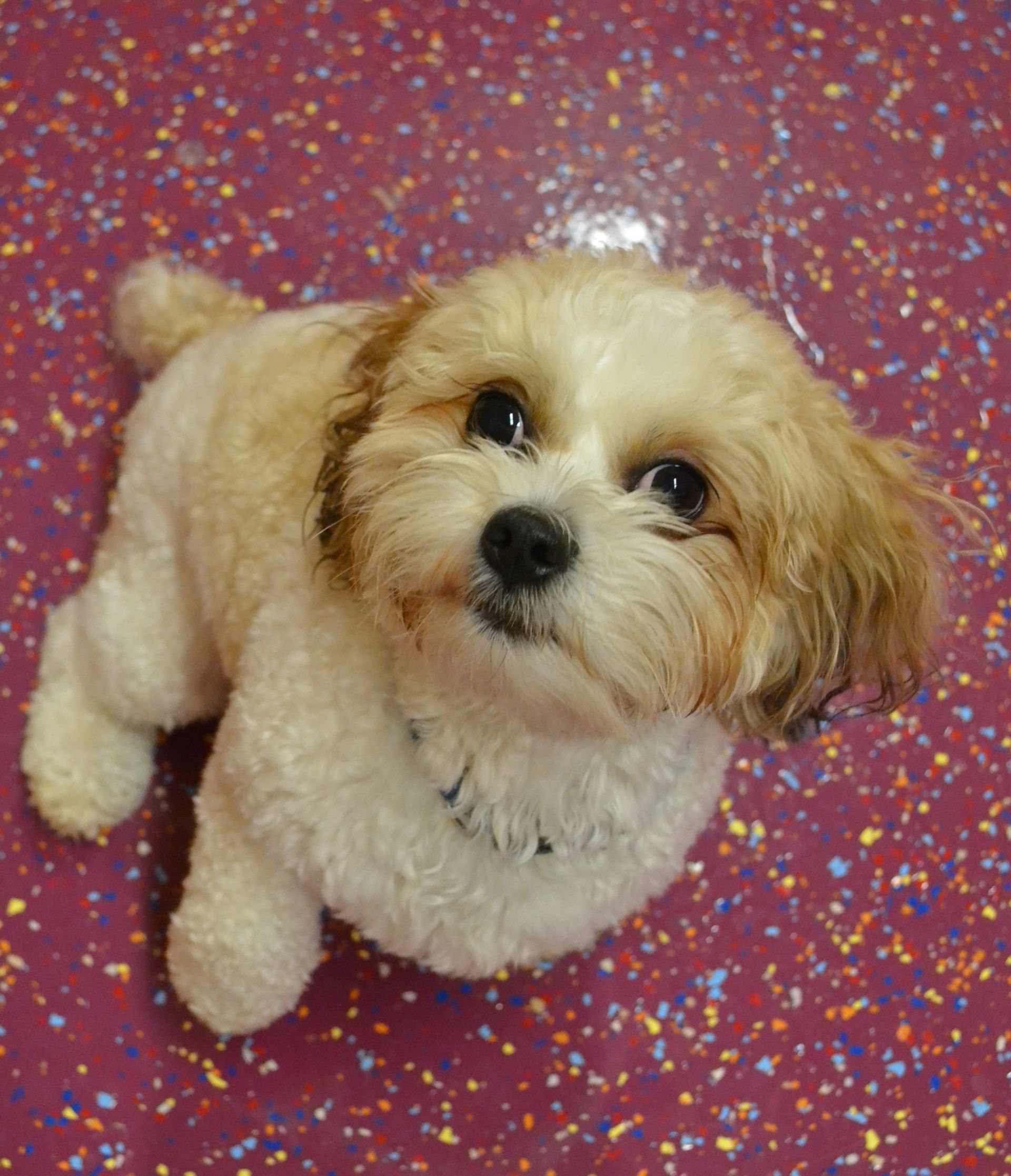 Meet Our Puppies | Woof Dah!