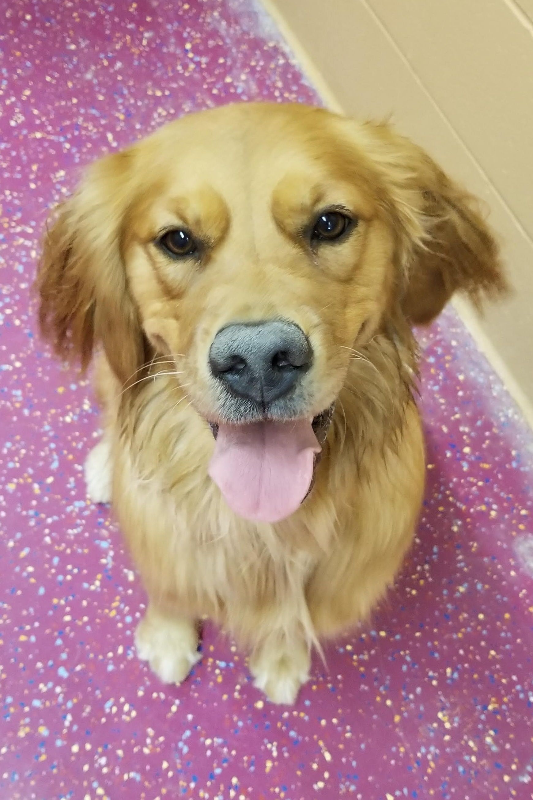 Meet Our Puppies | Woof Dah!