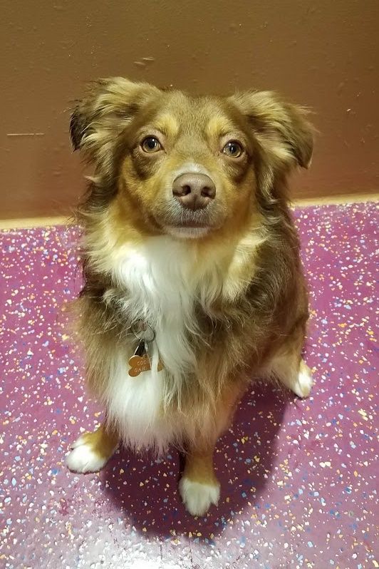 Meet Our Puppies | Woof Dah!