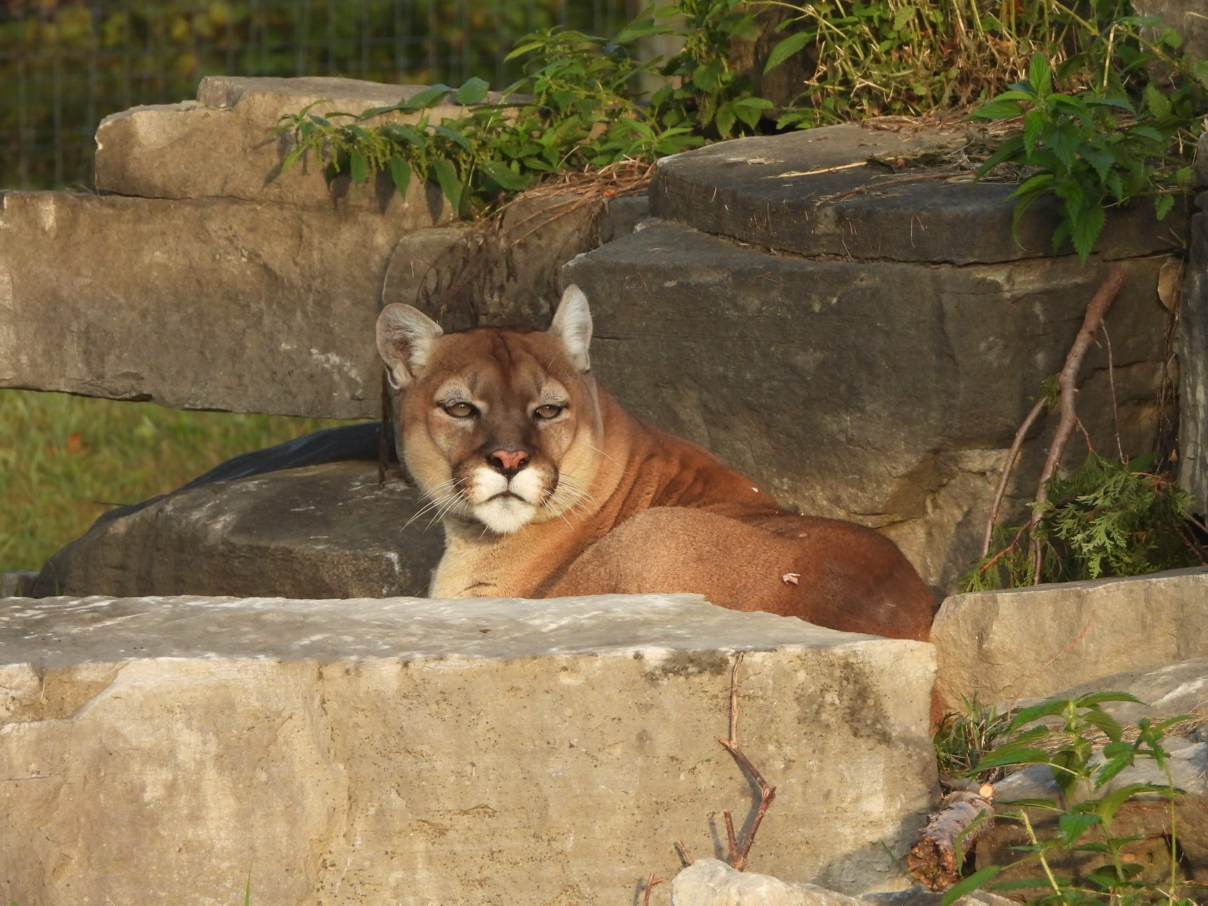 Zoo | Shalom Wildlife Sanctuary LLC | West Bend, WI