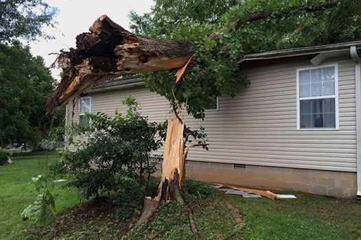 Tree Removal Company Houston, TX | Houston Tree Service Team