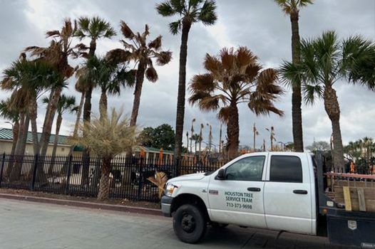 Tree Removal Company Houston, TX | Houston Tree Service Team