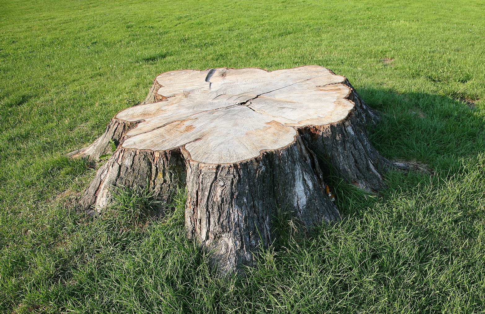 Eden Tree Works | Tree Pruning and Removal | Boise, ID