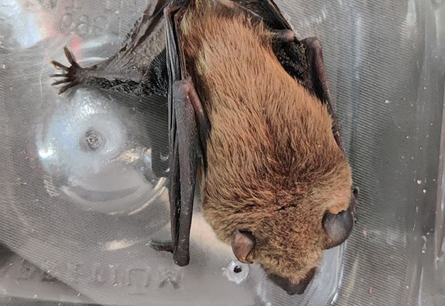 Bats - Animal Eviction | TLC Wildlife Management