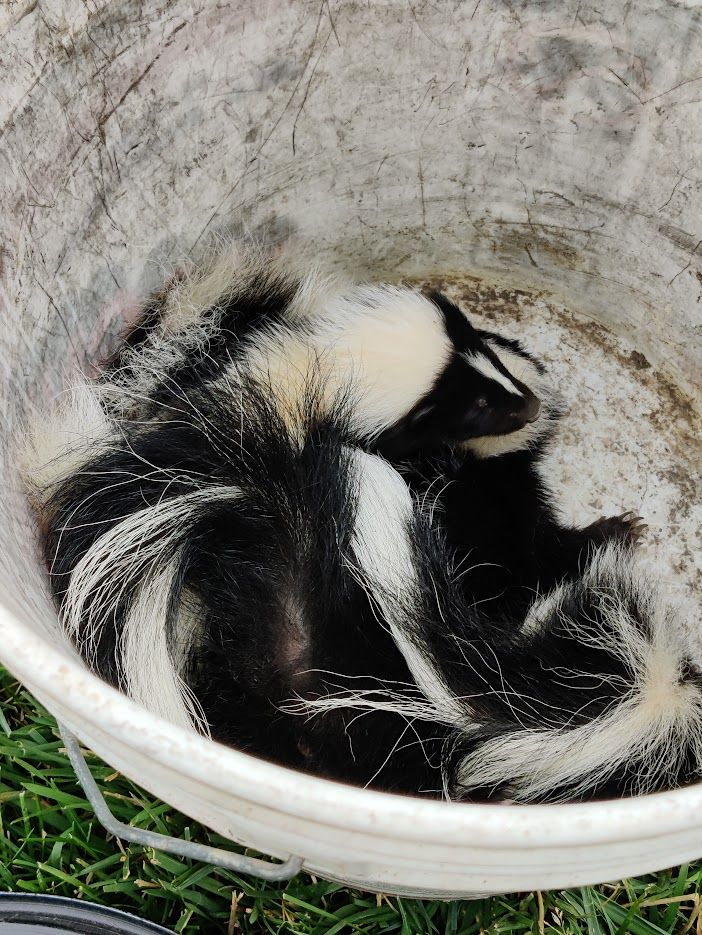 Skunk Eviction and Exclusion | Central Ohio