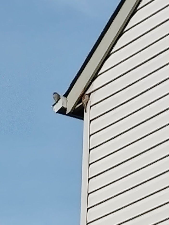 Nuisance Bird Eviction and Exclusion | Central Ohio