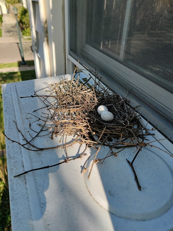 Nuisance Bird Eviction and Exclusion | Central Ohio