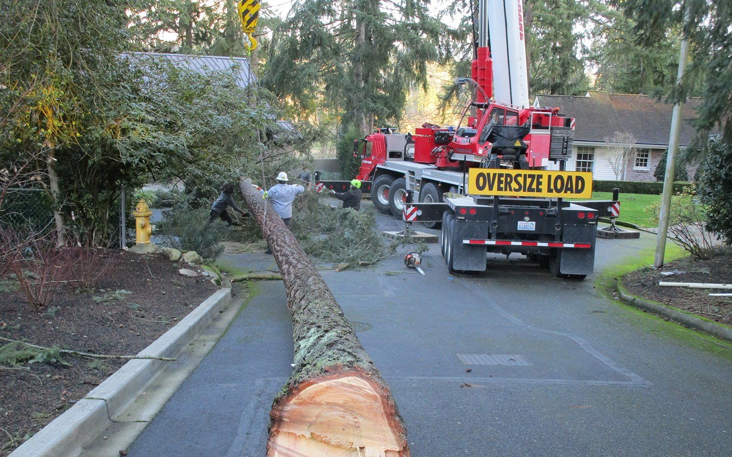Tree Care | P.I.N.K. Chainsaw Tree Service, LLC Snohomish WA