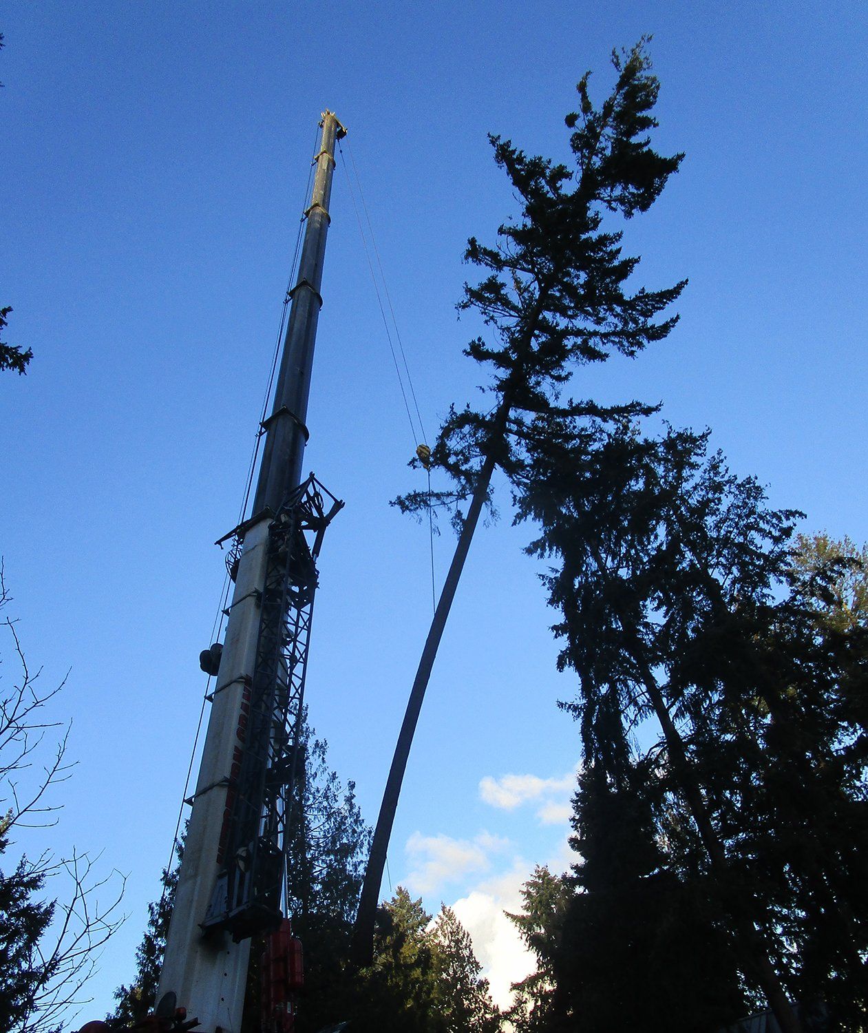 Tree Care | P.I.N.K. Chainsaw Tree Service, LLC Snohomish WA