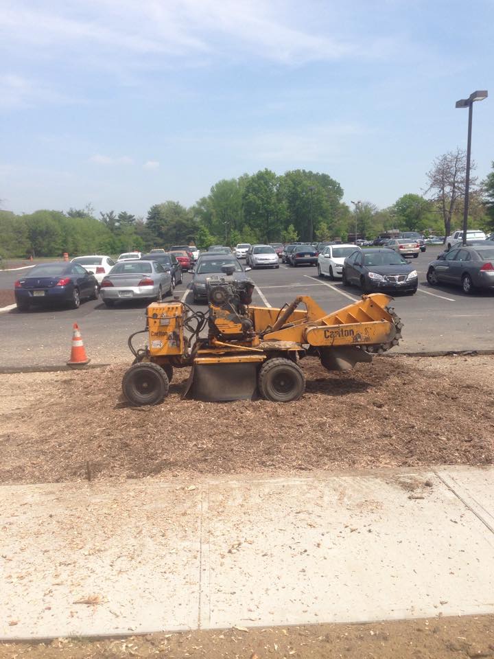 Tree Service Toms River, NJ | Toms River Tree Service
