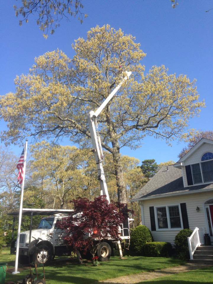 Toms River Tree Service Photo Gallery | Toms River, NJ