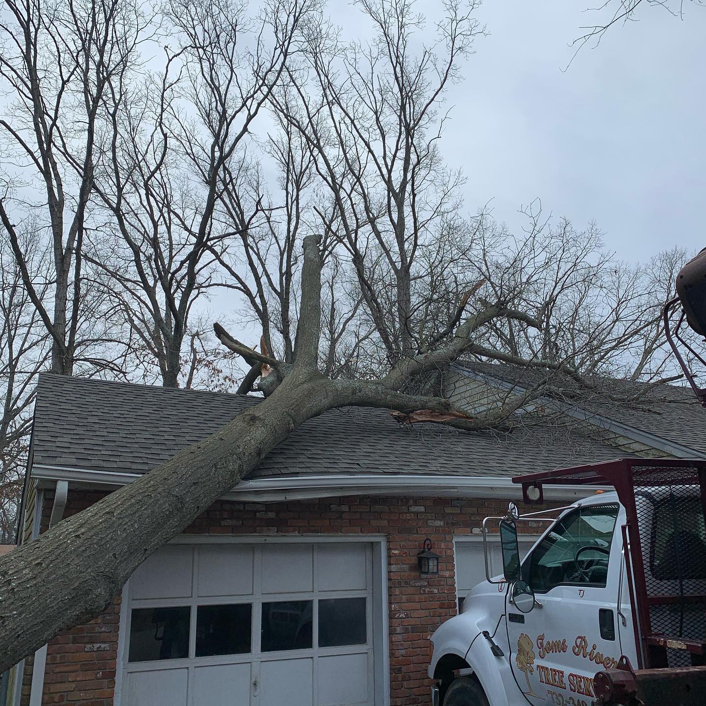 Toms River Tree Service Photo Gallery | Toms River, NJ