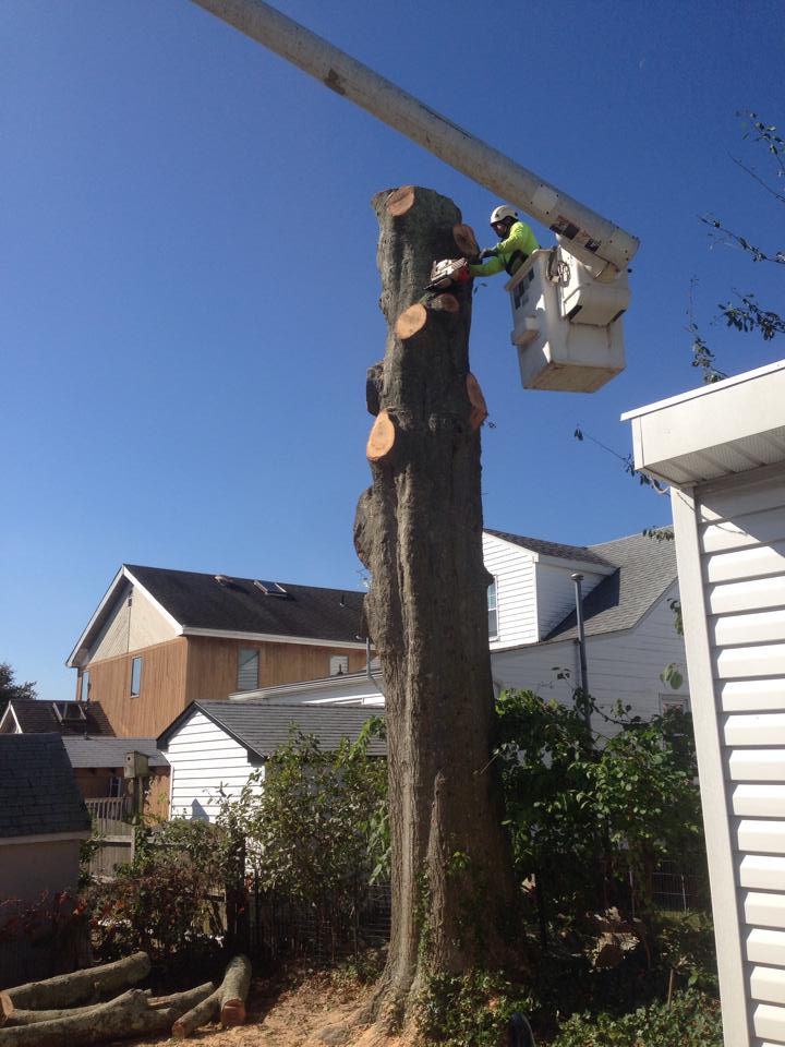 Tree Service Toms River, NJ | Toms River Tree Service